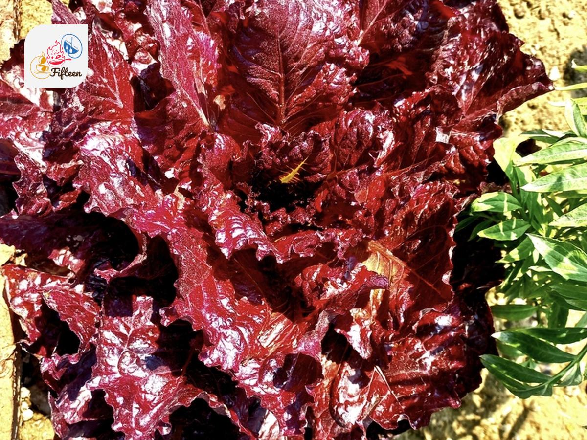 24 Healthy Purple Vegetables with Photos