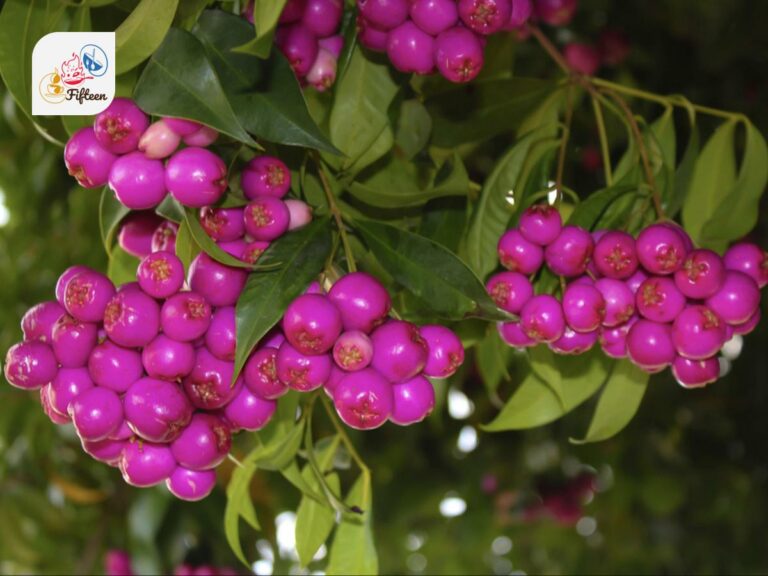 18 Native and Popular Australian Fruits with Pictures