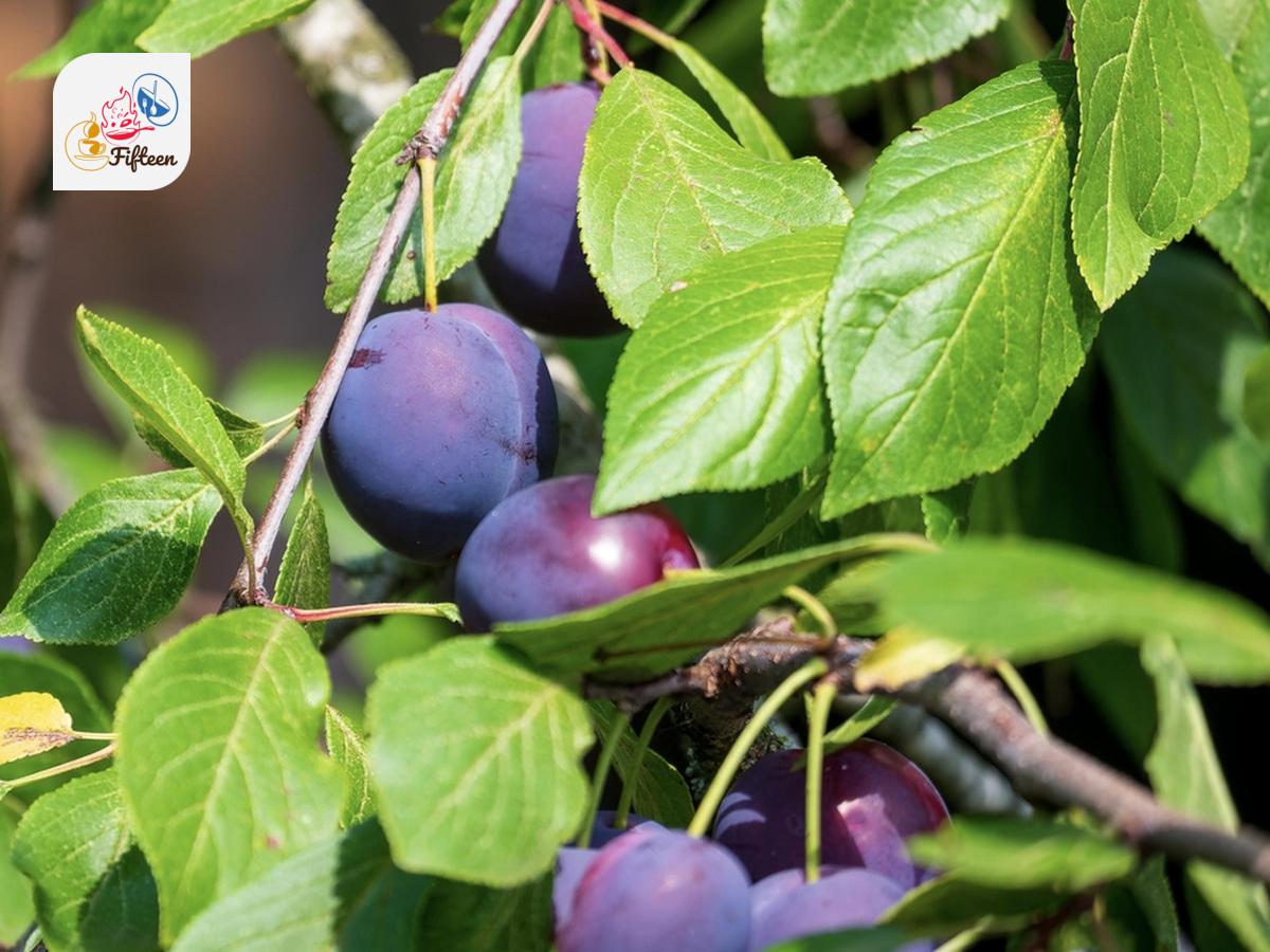 Purple Fruits: 22 Different Types of Fruits