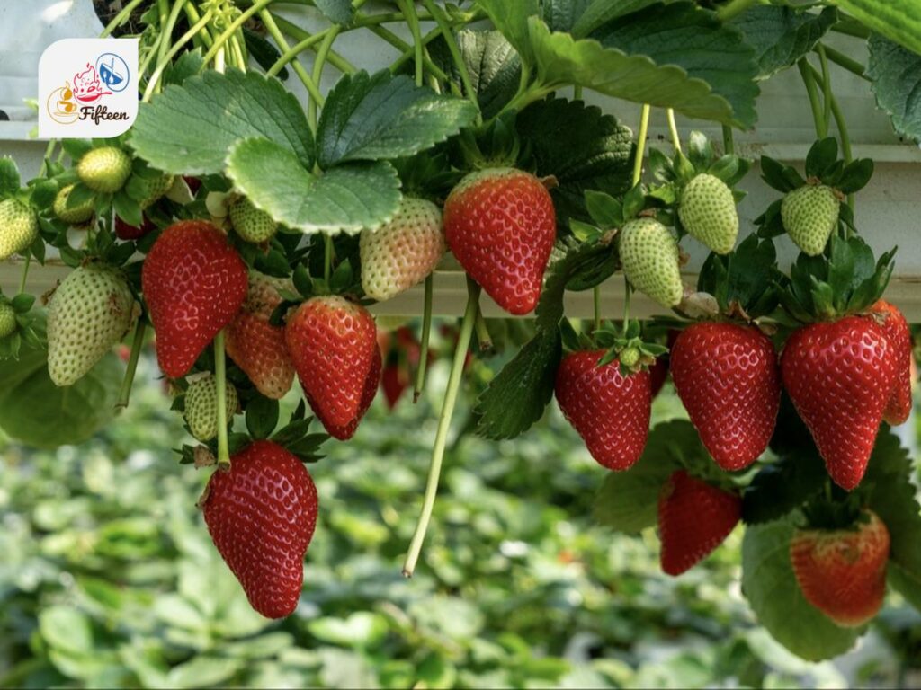 18 Native and Popular Australian Fruits with Pictures